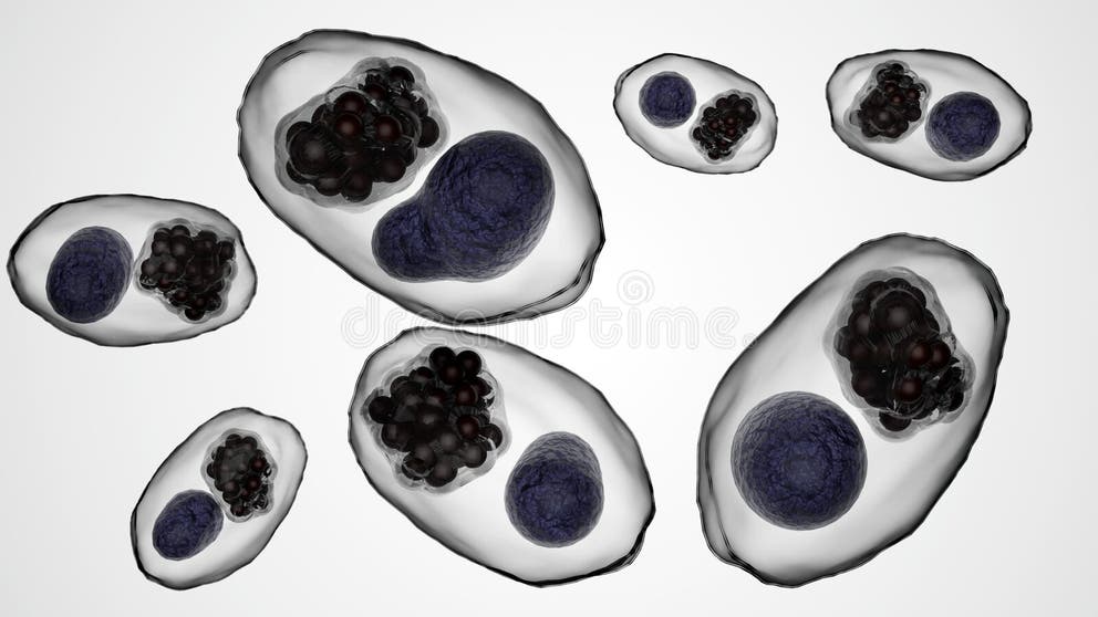3d Rendering of Chlamydia Trachomatis Inside of Host Cells Stock ...