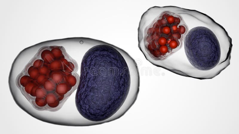 3d Rendering of Chlamydia Trachomatis Inside of Host Cells Stock ...