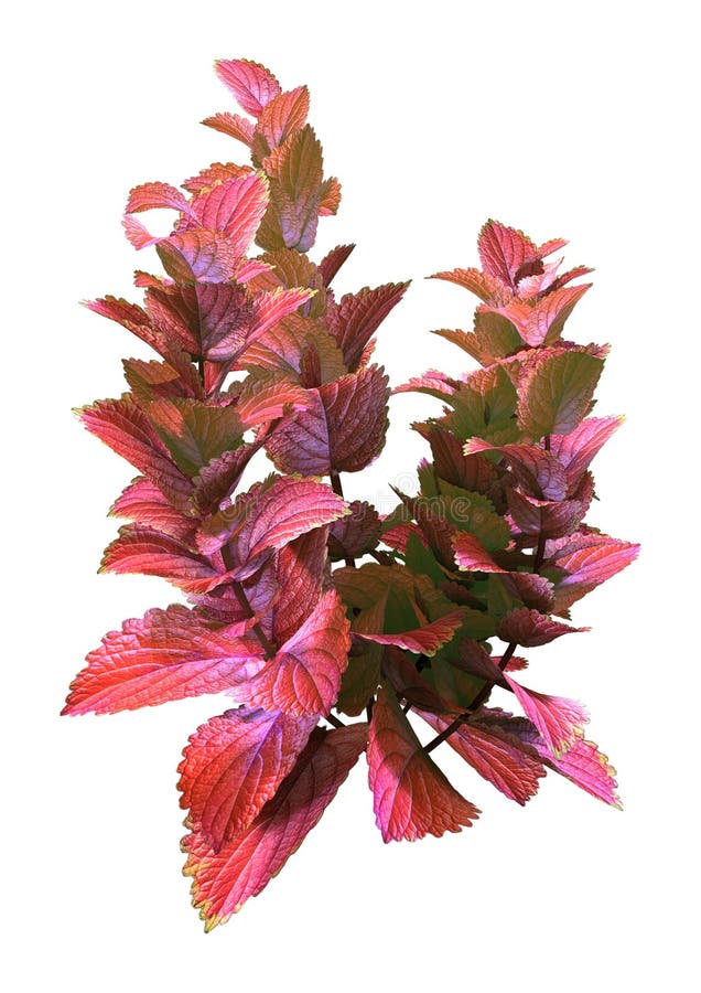 3D Rendering Coleus Plants on White Stock Illustration - Illustration ...