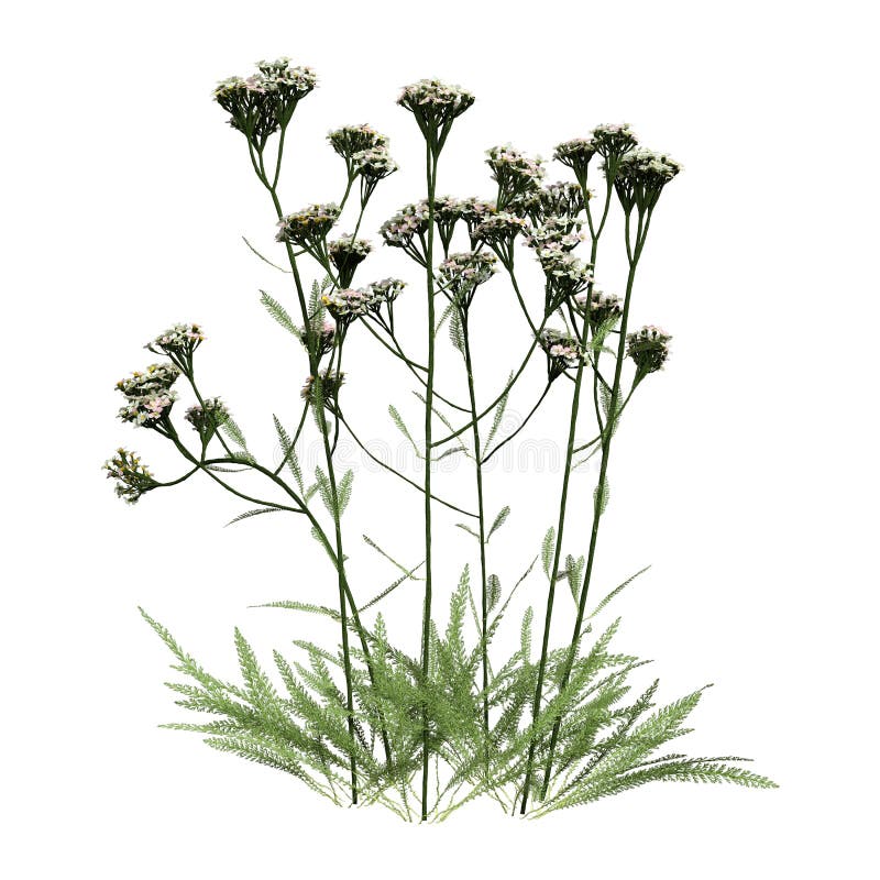 Common Yarrow Plant. Wild Flower Botanical Illustration Stock Vector ...