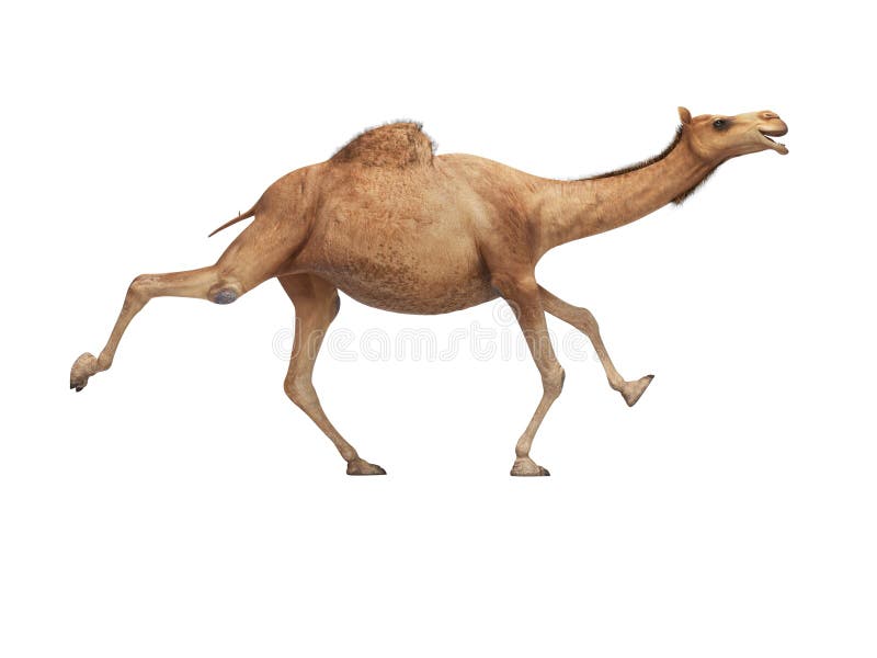 Track Camel Stock Illustrations – 405 Track Camel Stock Illustrations ...