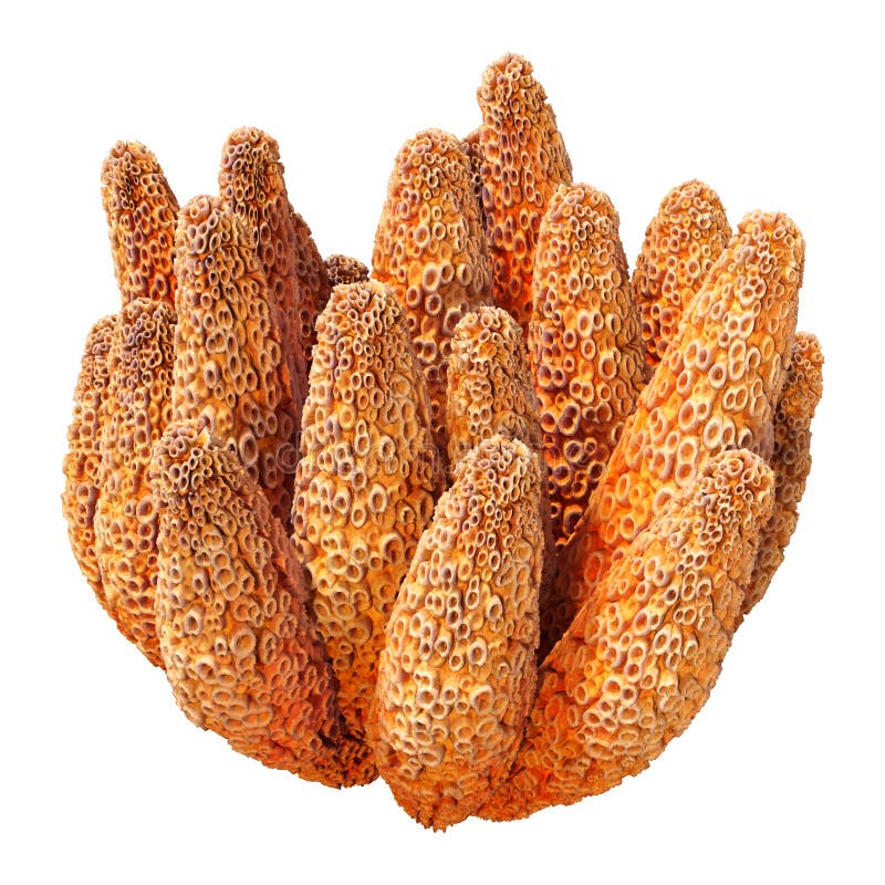 Rendering Coral Stock Illustrations – 2,176 Rendering Coral Stock ...