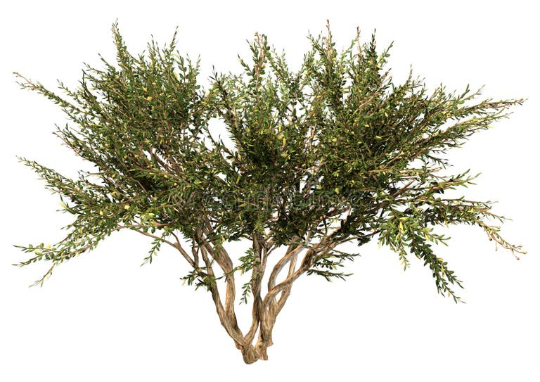 Crape Myrtle Tree Stock Illustrations – 103 Crape Myrtle Tree Stock ...