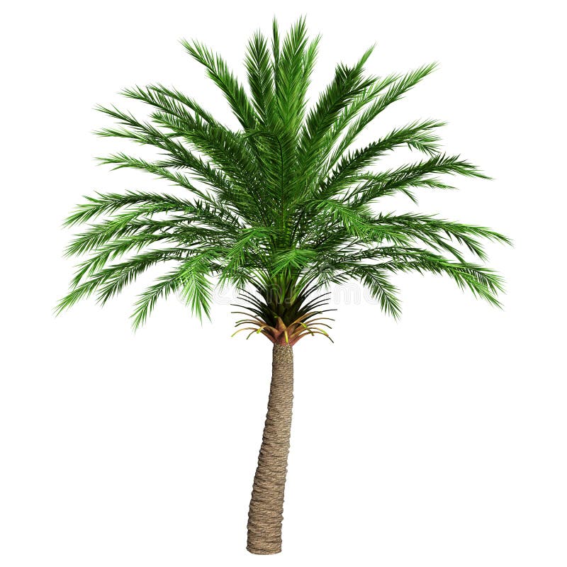 Single Date Palm Tree Isolated White Stock Illustrations – 91 Single ...