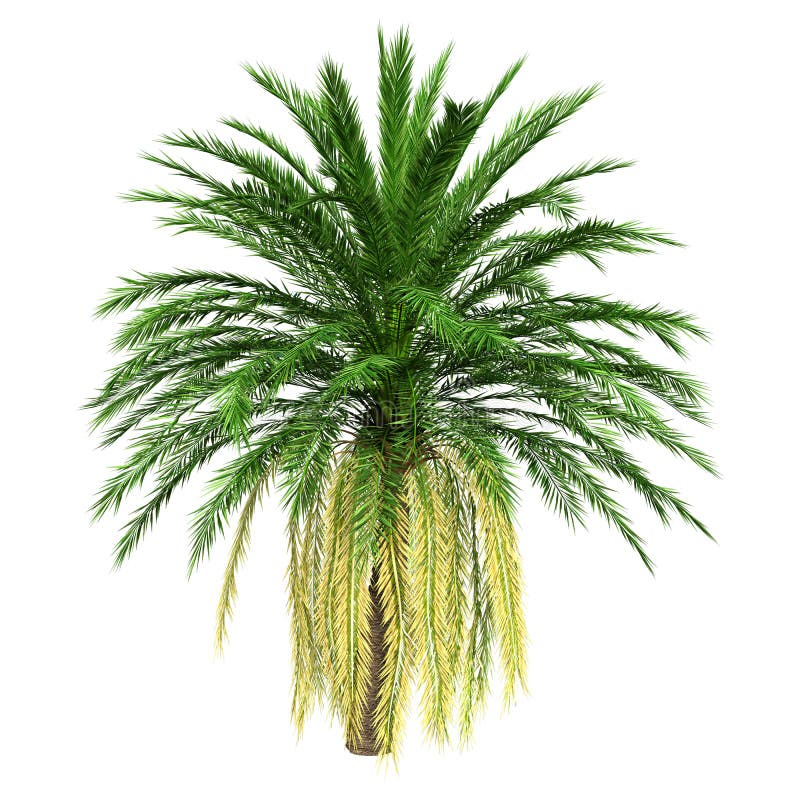 Single Date Palm Tree Isolated White Stock Illustrations – 91 Single ...