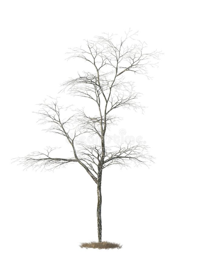 3 D Rendering of Dead Tree Isolated on White Background Stock ...