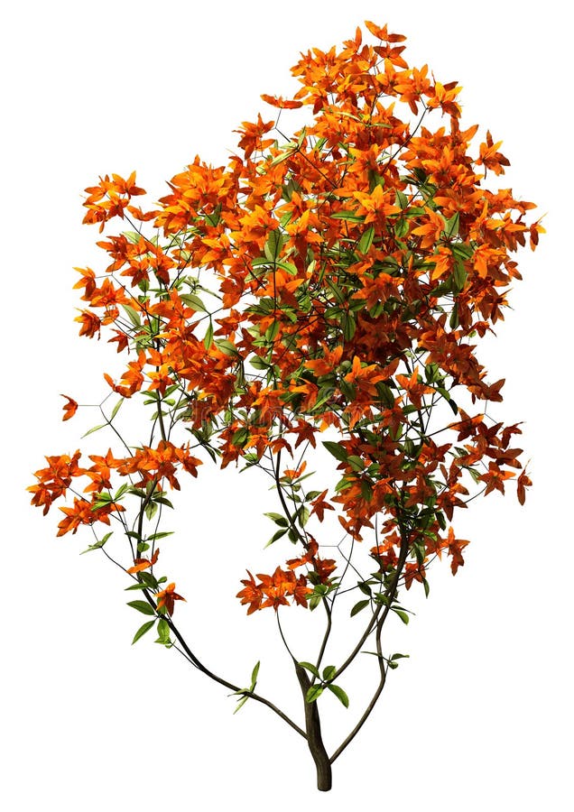 Flowering Deciduous Azalea Bush Stock Illustrations – 11 Flowering ...