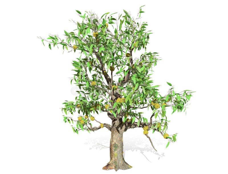 Durian Tree Stock Illustrations – 719 Durian Tree Stock Illustrations ...