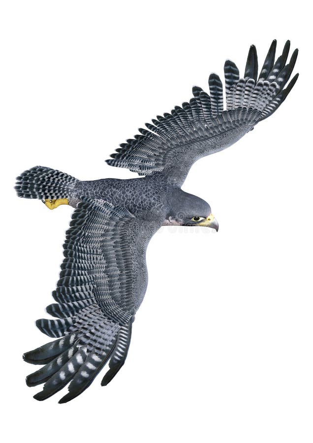 3D Rendering Falcon Bird on White Stock Illustration - Illustration of ...