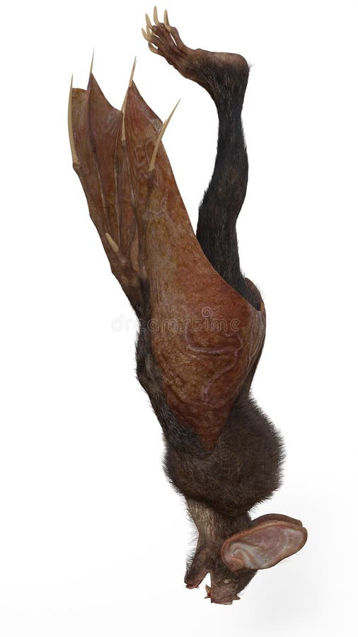 3d-illustration of an Isolated Creepy Fantasy Werebat Stock ...