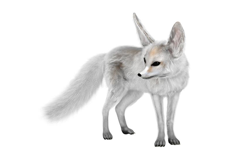3D Rendering Fennec Fox on White Stock Image - Image of carnivore ...