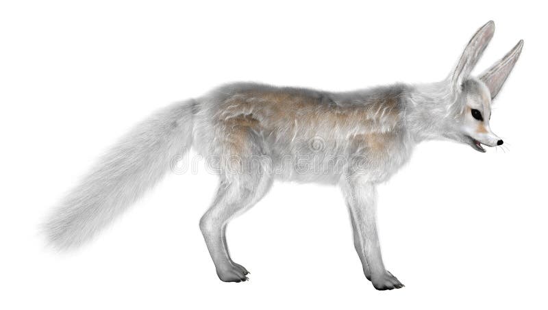 3D Rendering Fennec Fox on White Stock Illustration - Illustration of ...
