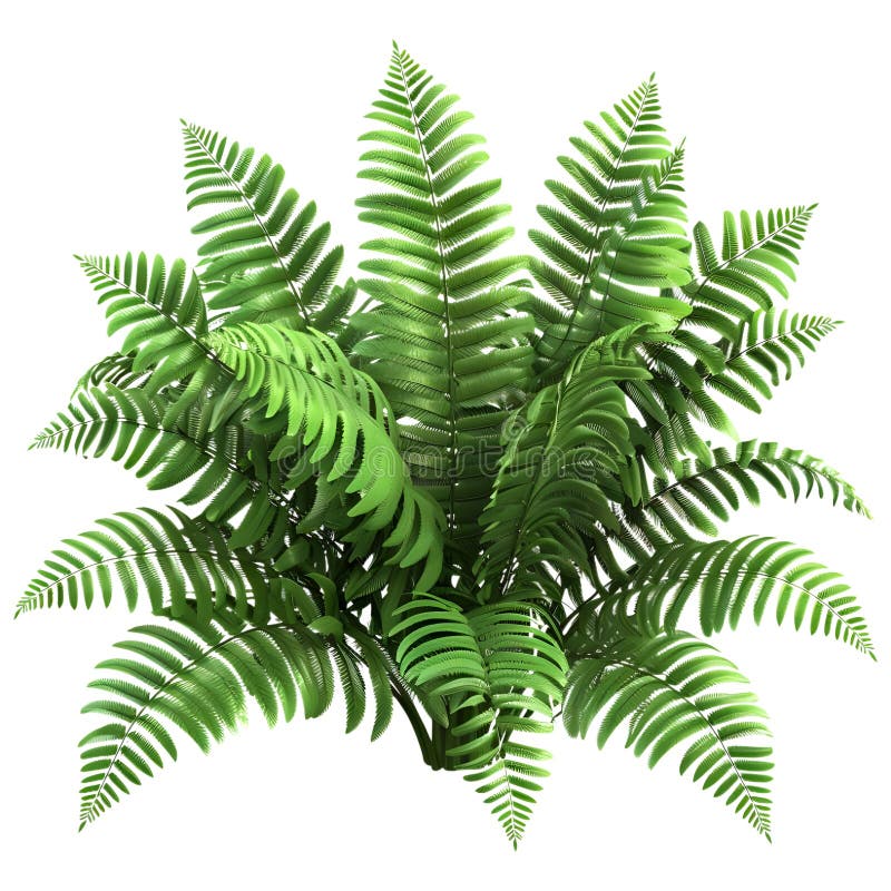 3D Rendering of a Fern Plant on Transparent Background - Ai Generated ...