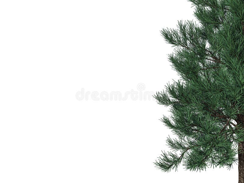 3d Rendering of a Foreground Tree Branch on White Backg Stock ...