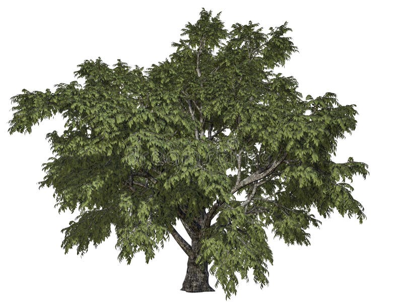 3d Rendering of a Foreground Tree Branch on White Backg Stock ...