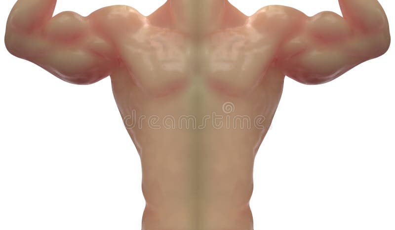 Bodybuilder side-view stock vector. Illustration of mass - 41475875