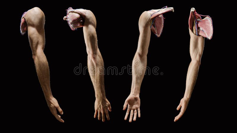 3D Rendering Full Upper Extremity from Multiple Angles, Arm Model Stock ...