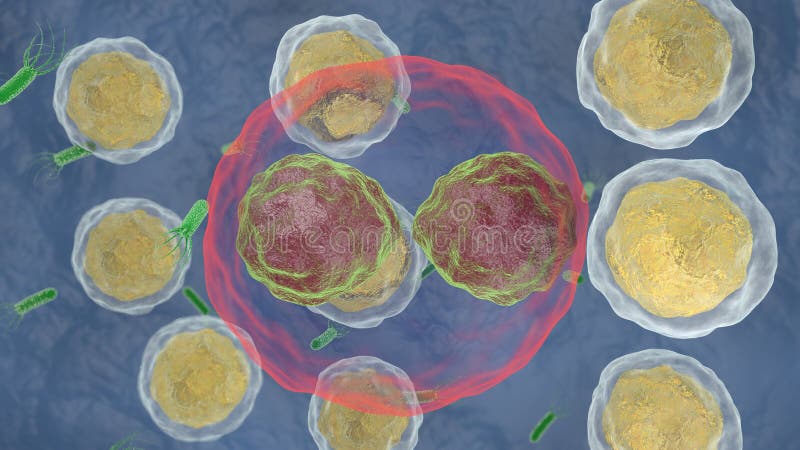 3D Rendering of the Fusion of Two Cells. Medical Background ...