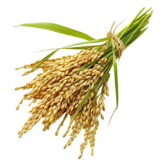 3D Rendering of a Grain Crop on Transparent Background - Ai Generated ...