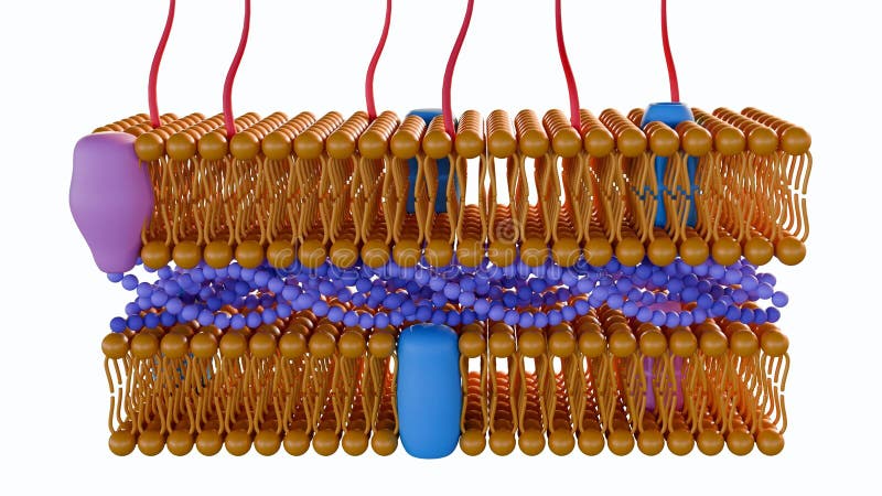 Gram-negative Bacteria Membrane Stock Illustration - Illustration of ...
