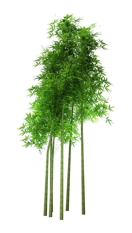 3D Rendering Bamboo Trees on White Stock Illustration - Illustration of ...