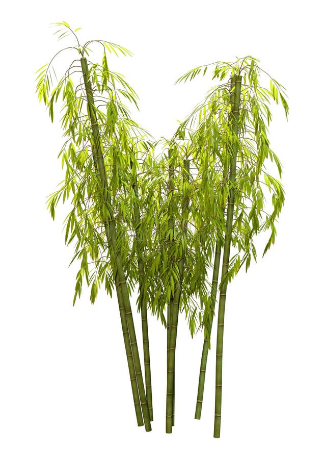 3D Rendering Bamboo Trees on White Stock Illustration - Illustration of ...