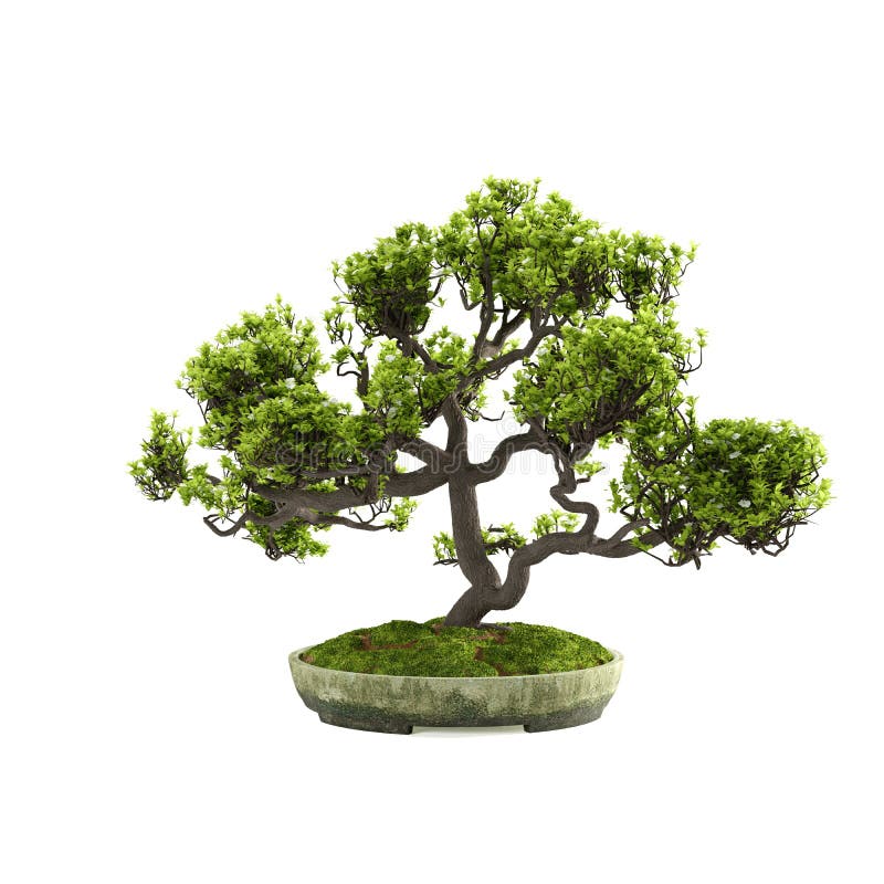 3D Rendering of Green Bonsai Tree in a Round Tray Isolated on a White ...