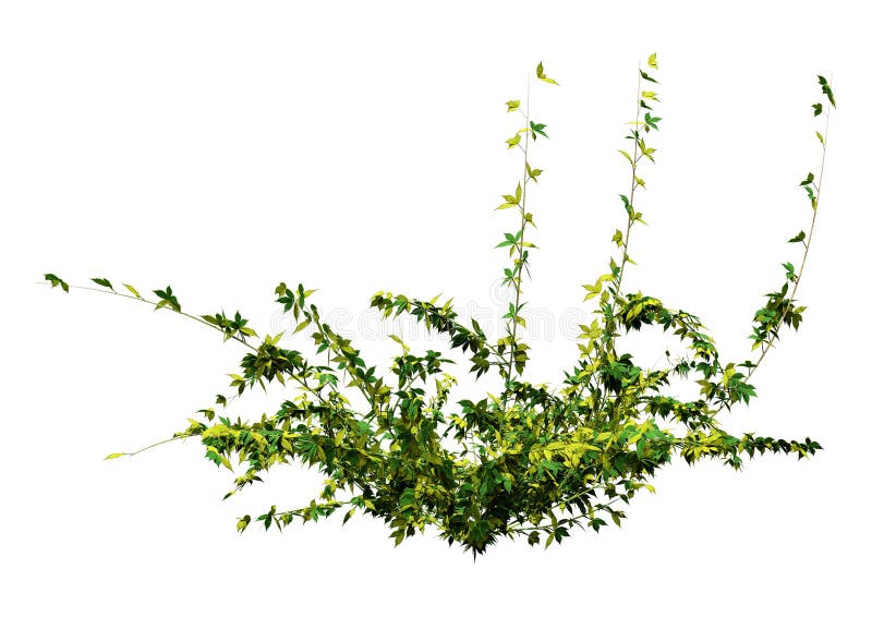 Bramble Plant Stock Illustrations – 1,664 Bramble Plant Stock ...