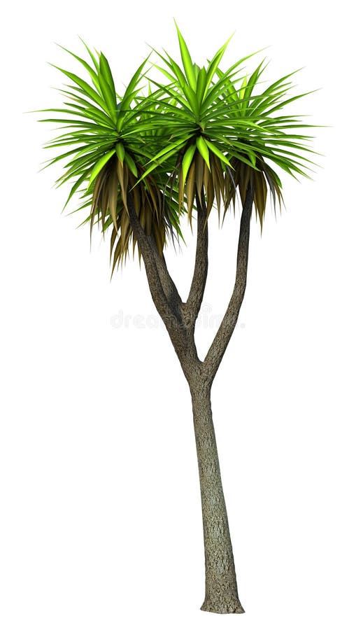 3D Rendering Cabbage Palm Tree on White Stock Illustration ...
