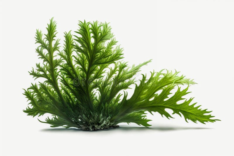 3d Rendering of Green Codium Sea Weed Isolated on Transparent ...