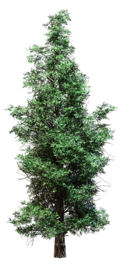3D Rendering Eastern Red Cedar Tree on White Stock Illustration ...