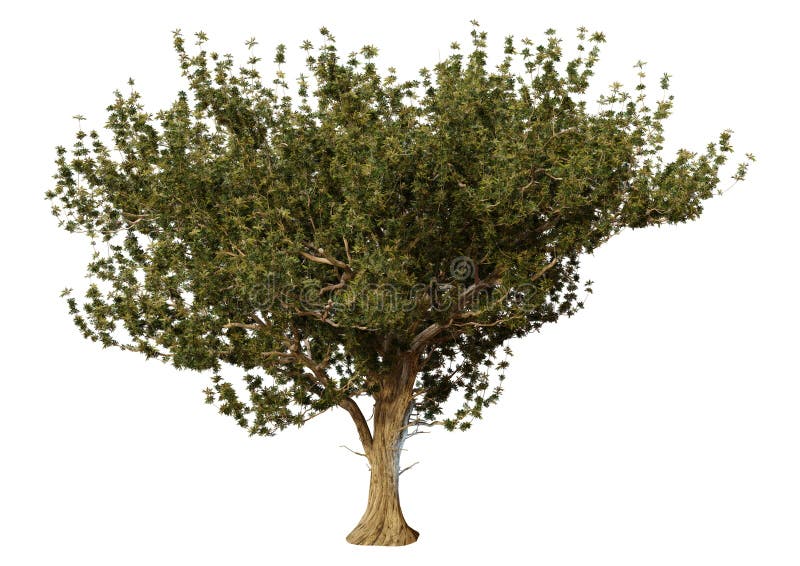 3D Rendering Olive Tree on White Stock Illustration - Illustration of ...