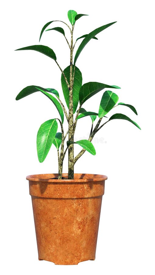 3D Rendering Pot Plant on White Stock Illustration - Illustration of ...