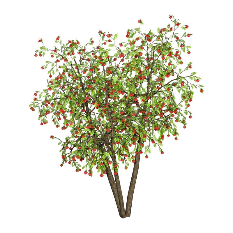 3D Rendering Rowan Tree on White Stock Illustration - Illustration of ...