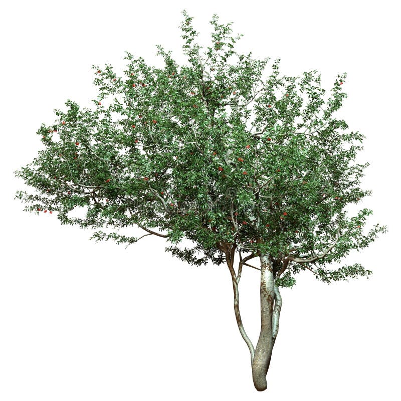3D Rendering Rowan Trees on White Stock Illustration - Illustration of ...