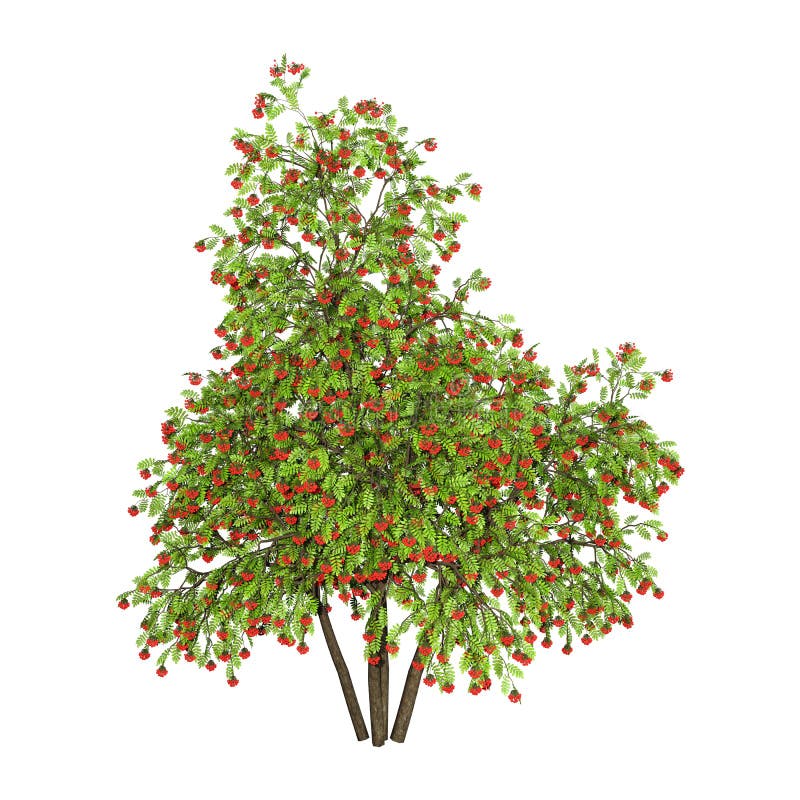 3D Rendering Rowan Tree on White Stock Illustration - Illustration of ...