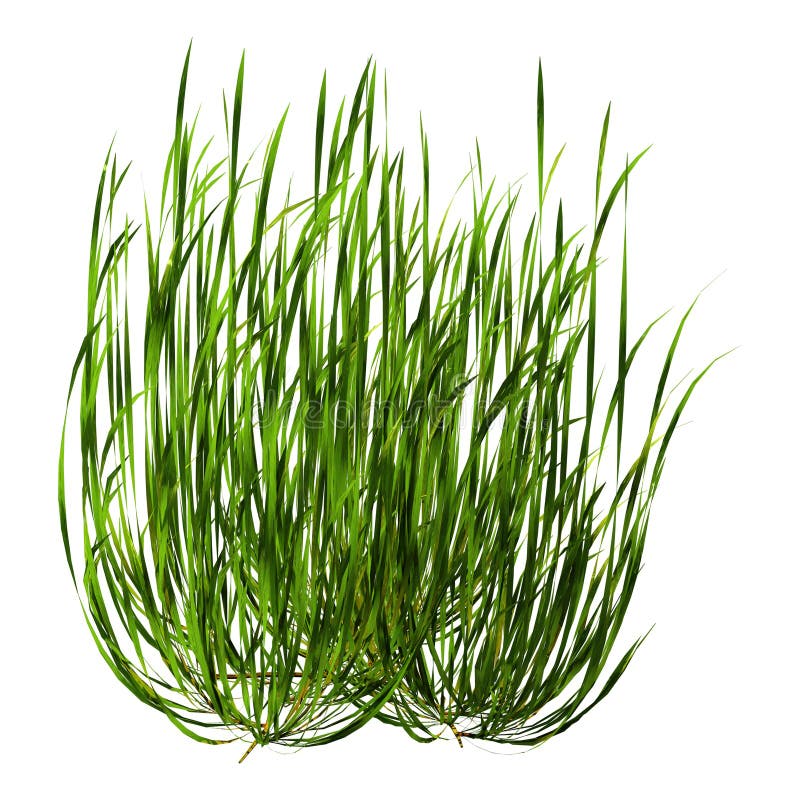 3D Rendering Seagrass on White Stock Illustration - Illustration of ...