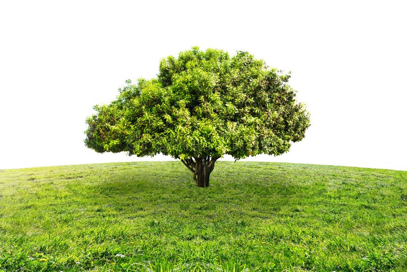 3d Rendering of a Green Tree Growing on a Green Field Stock ...