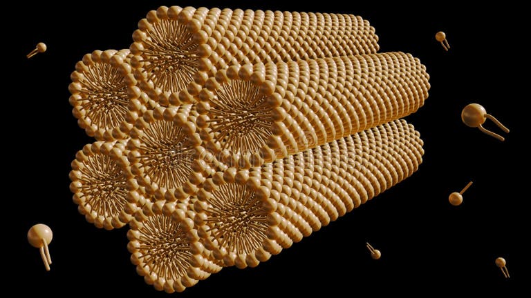 Lipid Phase Stock Illustrations – 45 Lipid Phase Stock Illustrations ...