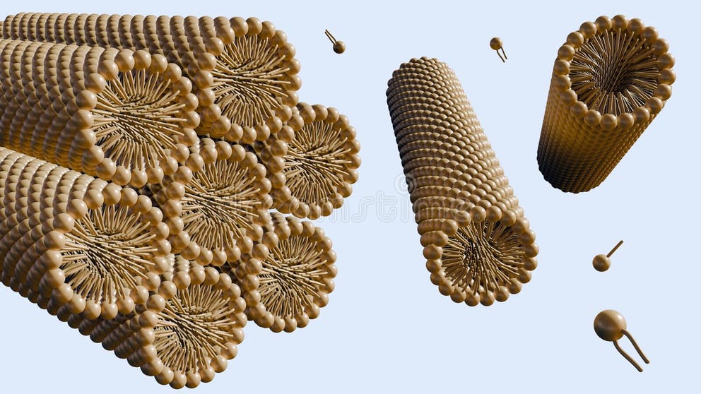 Lipid Phase Stock Illustrations – 45 Lipid Phase Stock Illustrations ...