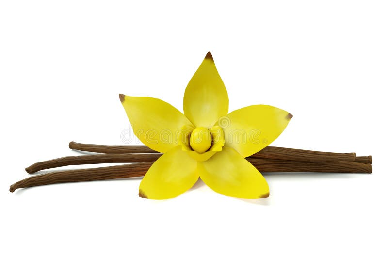 3D Rendering - High Resolution Image Vanilla Flower Isolated on White ...