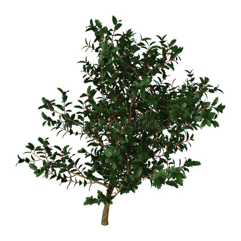 3D Rendering Holly Bush on White Stock Illustration - Illustration of ...