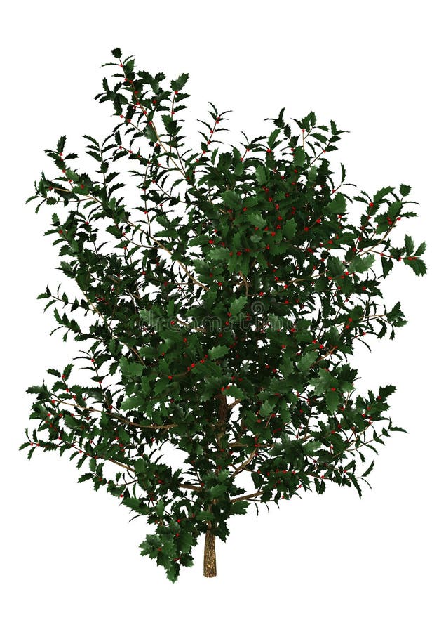 3D Rendering Holly Bush on White Stock Illustration - Illustration of ...