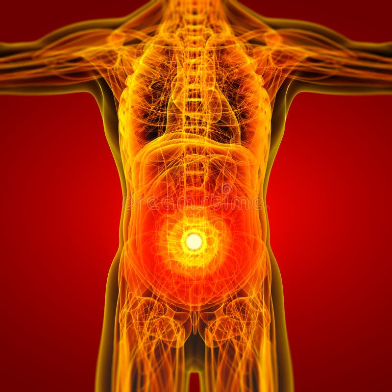 3d Rendering of Human Anatomy Stock Illustration - Illustration of body ...