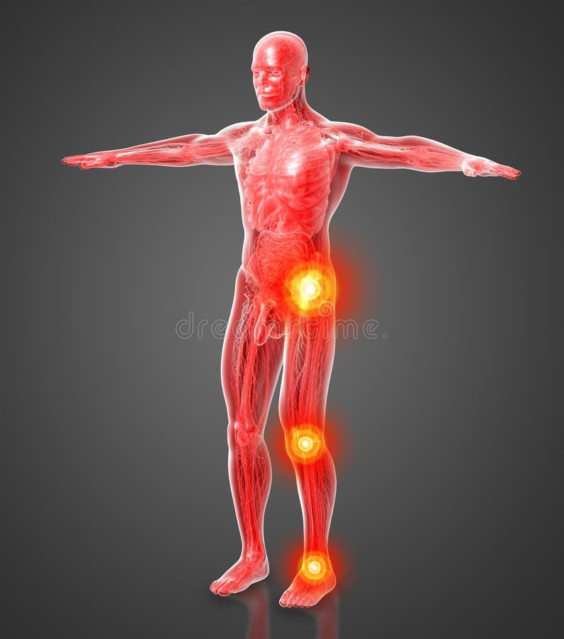 3D Rendering of Human Anatomy Stock Illustration - Illustration of ...