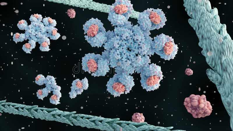 Human Apoptosome Molecule Contains Seven Apaf-1 Molecules Stock ...