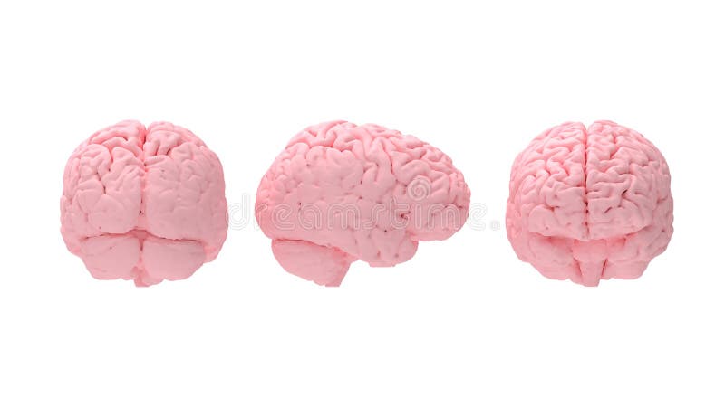 3D Rendering of Human Brain Front Side Back View Isolated. Multiple ...