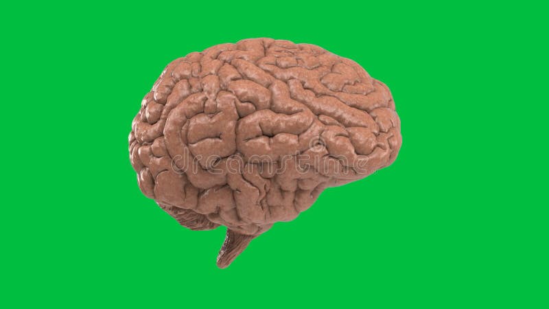 Human Brain on Green Screen Stock Footage - Video of brain, cerebral ...