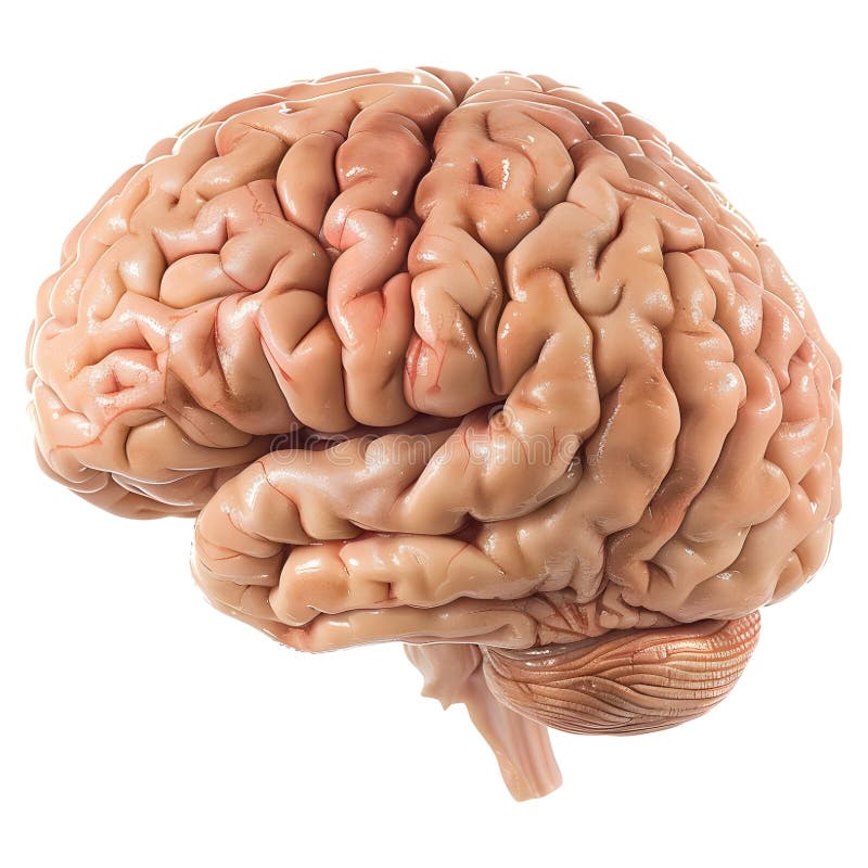 3D Rendering of a Human Brain on Transparent Background - Ai Generated ...