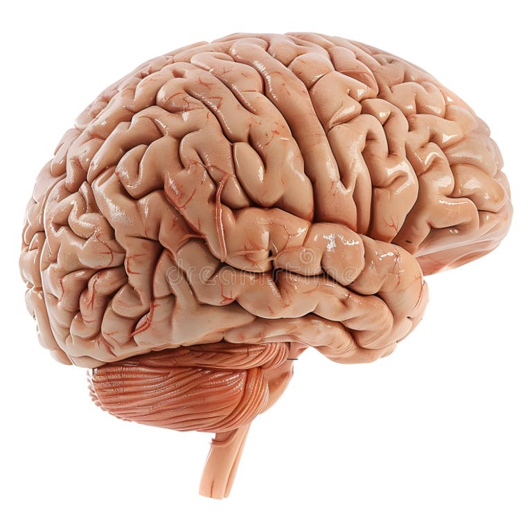 3D Rendering of a Human Brain on Transparent Background - Ai Generated ...